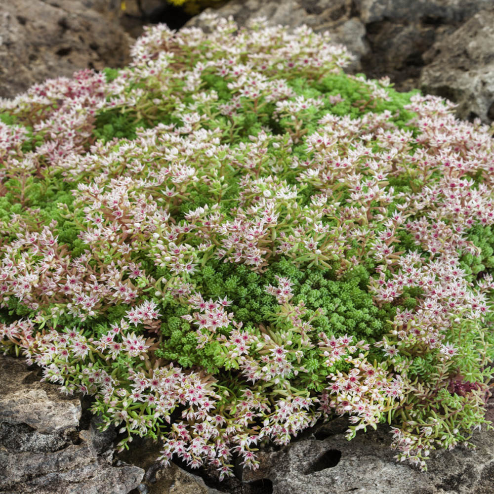 Sedum Hispanicum Seed - Spanish Stonecrop Ground Cover Seeds