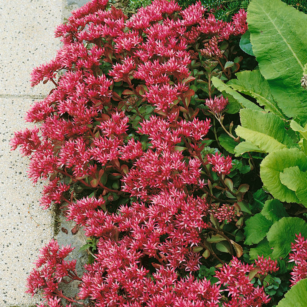 Sedum Summer Glory Seeds - Sedum Spurium Stonecrop Ground Cover Seed