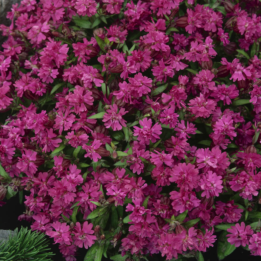 Silene Seeds - Silene Pendula Triumph Rose Flower Seed