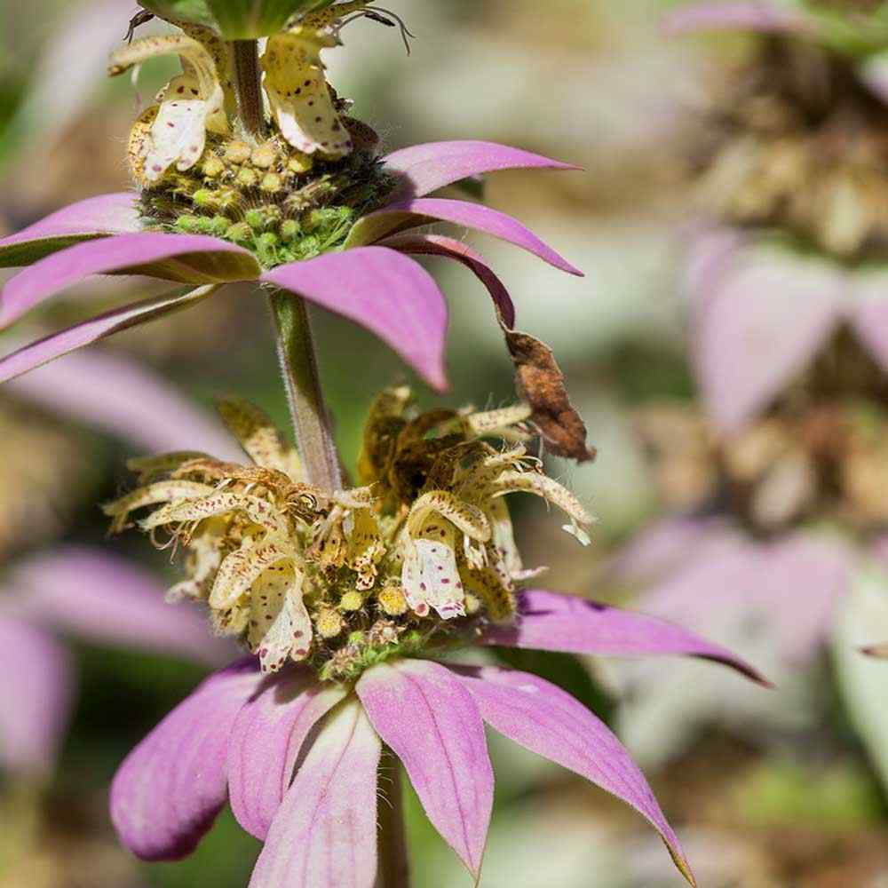 Monarda Punctata Spotted Beebalm Horsemint Garden Flower Plant Seeds