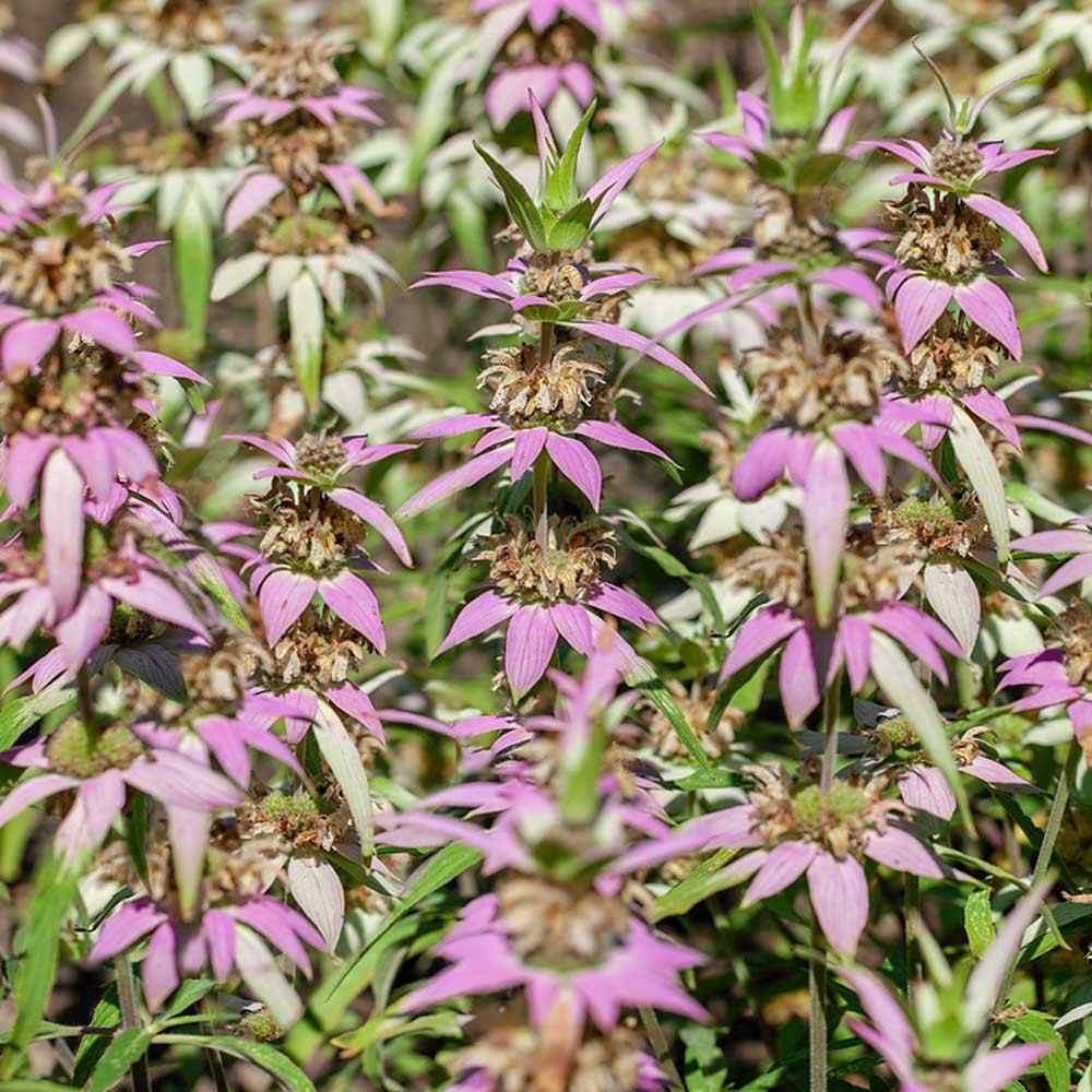 Monarda Punctata Spotted Beebalm Horsemint Garden Flower Plant Seeds