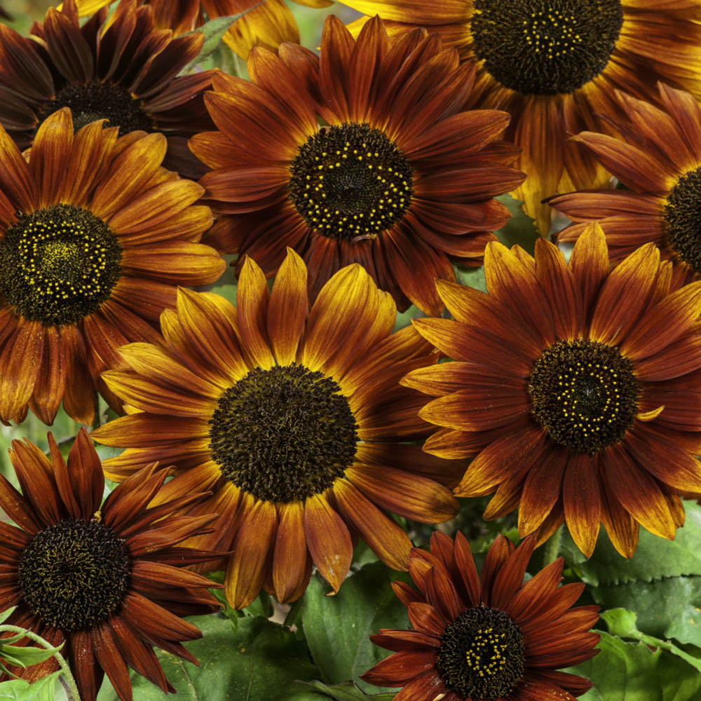 Earthwalker Sunflower Seeds - Helianthus Annuus