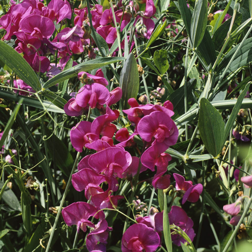 Perennial Sweet Pea Vine Seeds