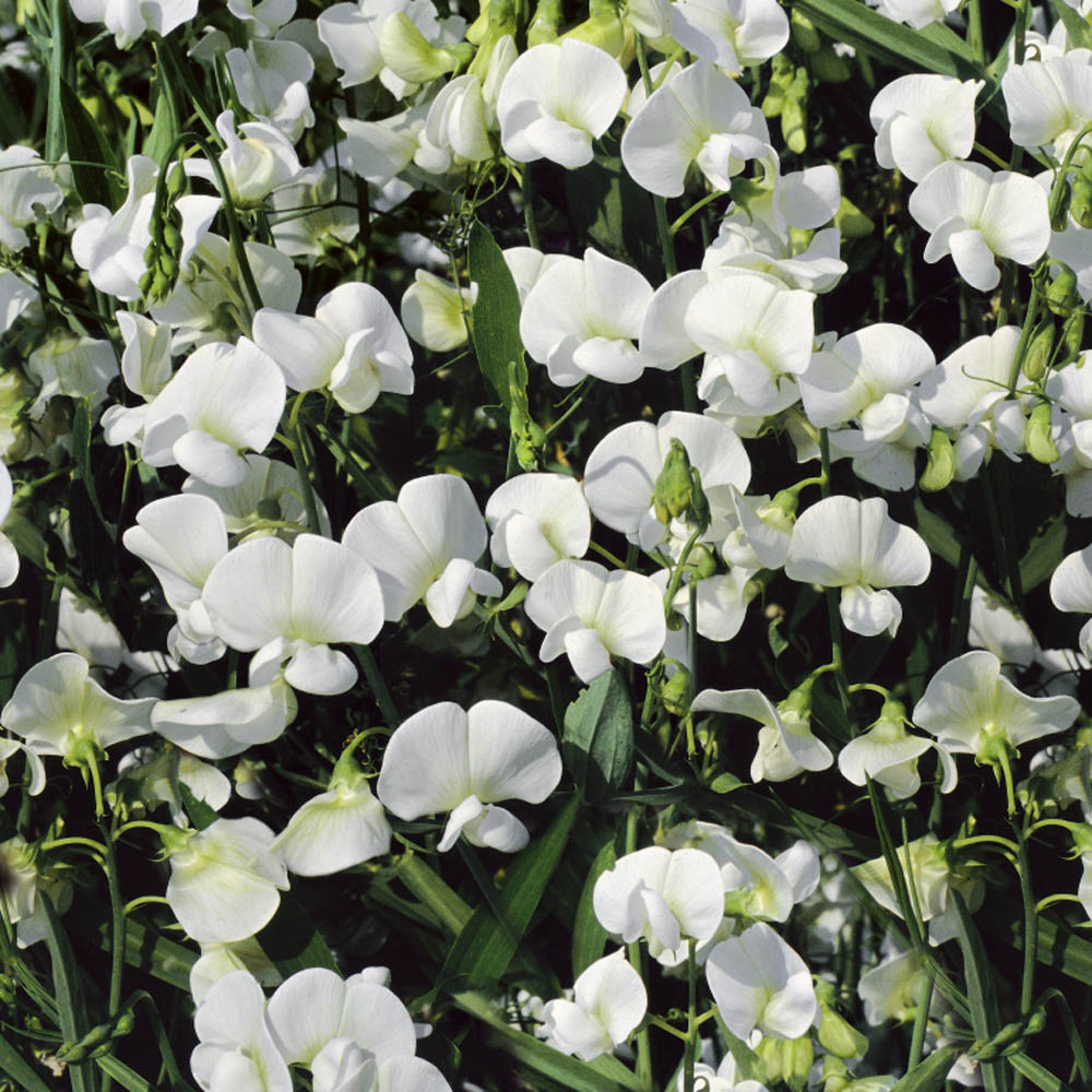 White Sweet Pea
