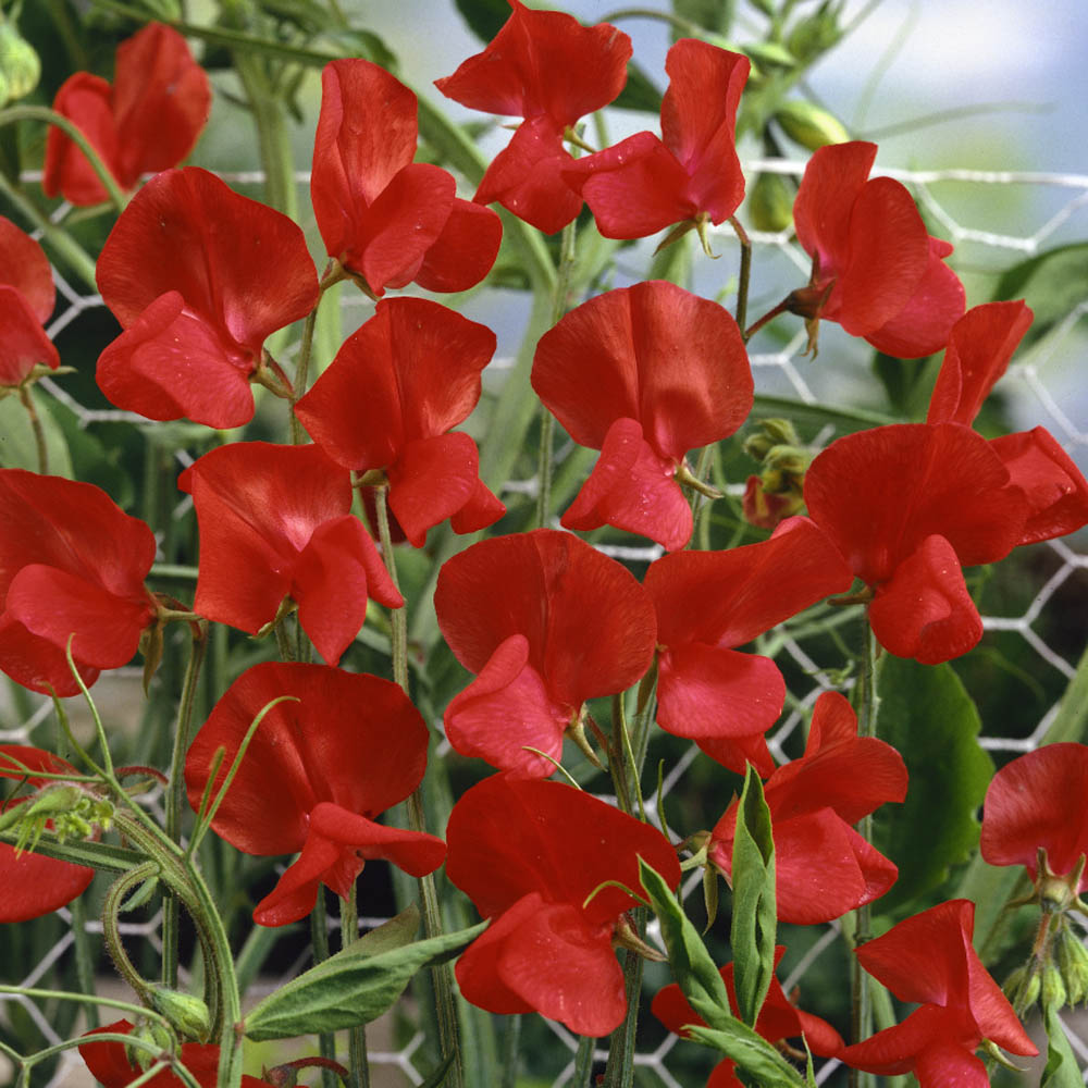 Sweet Peas Seeds - Lathyrus Royal Scarlet Flower Seed