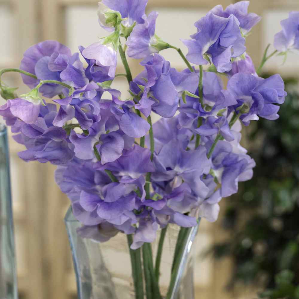 Sweet Peas Seed - Lavender Sweet Pea Flower Seed