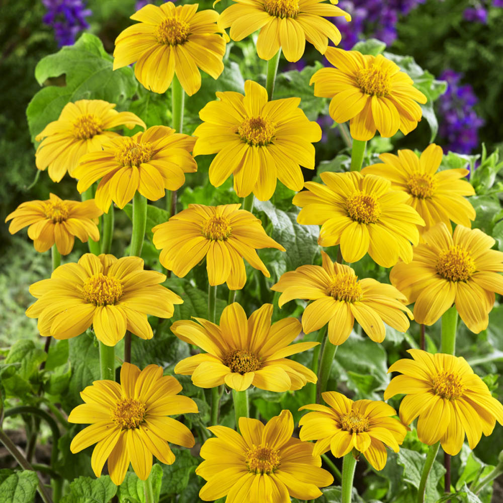 Mexican Sunflower Seeds - Tithonia Yellow Torch Flower Seed