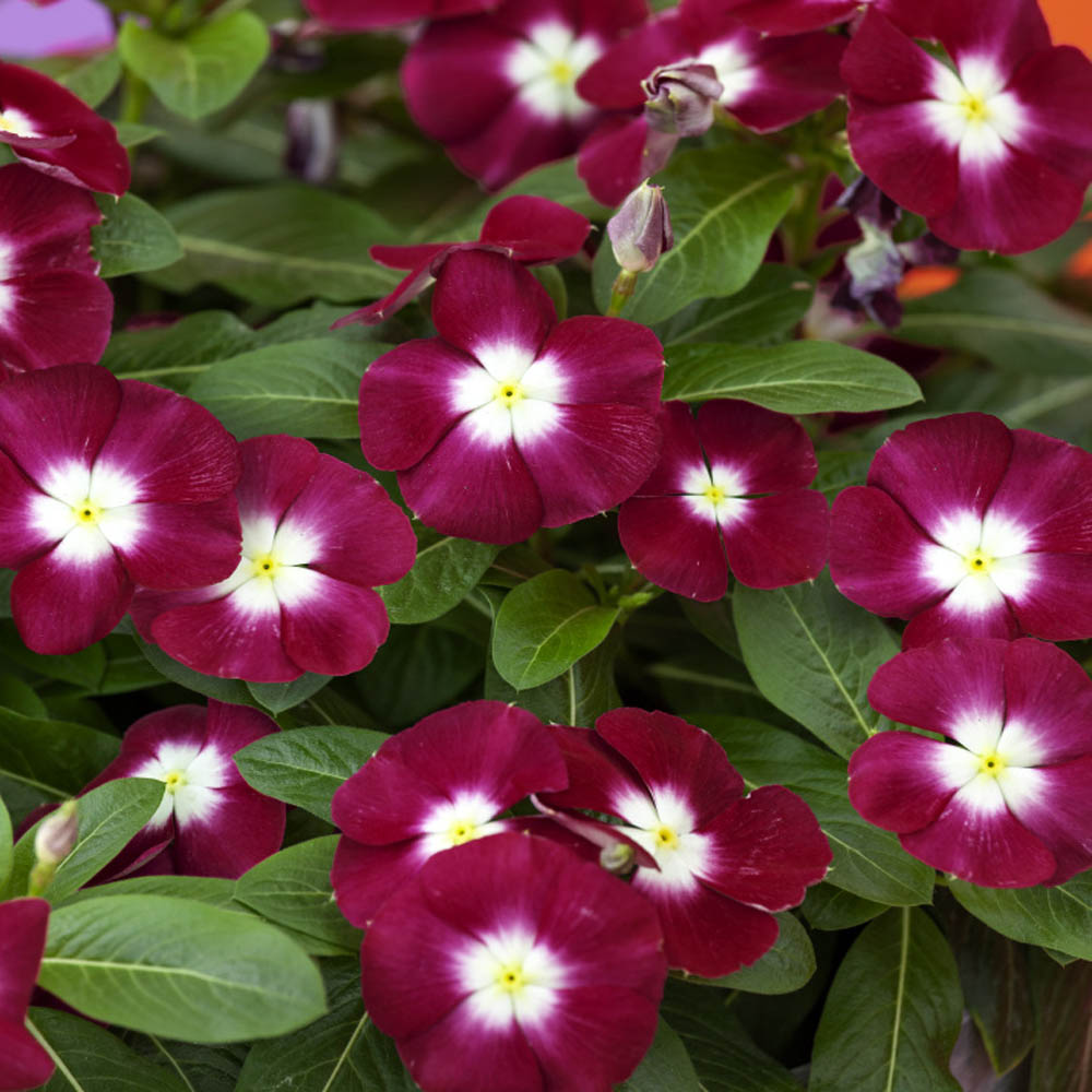 Burgundy Vinca Flower & Ground Cover Seed