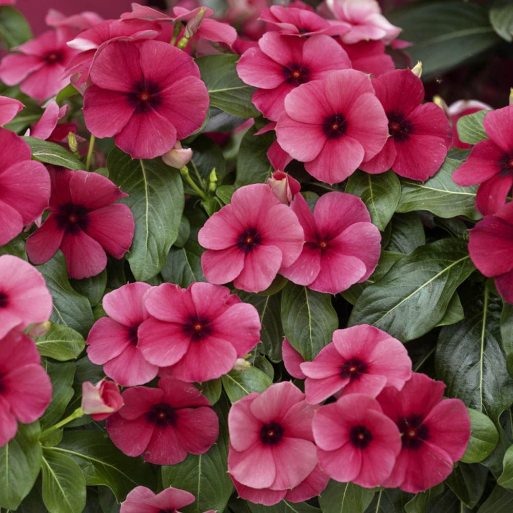 Drought Tolerant Periwinkle Tattoo Raspberry Garden Flower Seeds