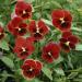 Viola Seed - Arkwright Ruby Viola Flower Seeds
