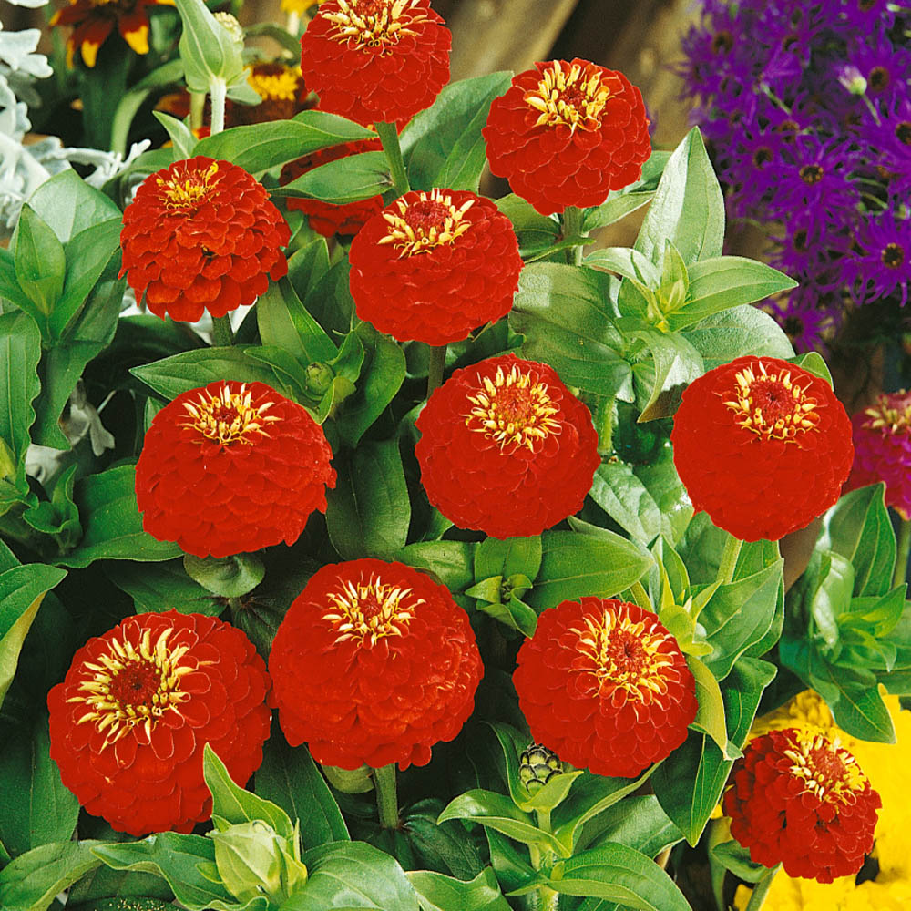 Red Zinnia Seeds - Zinnia Lilliput Red Flower Seed