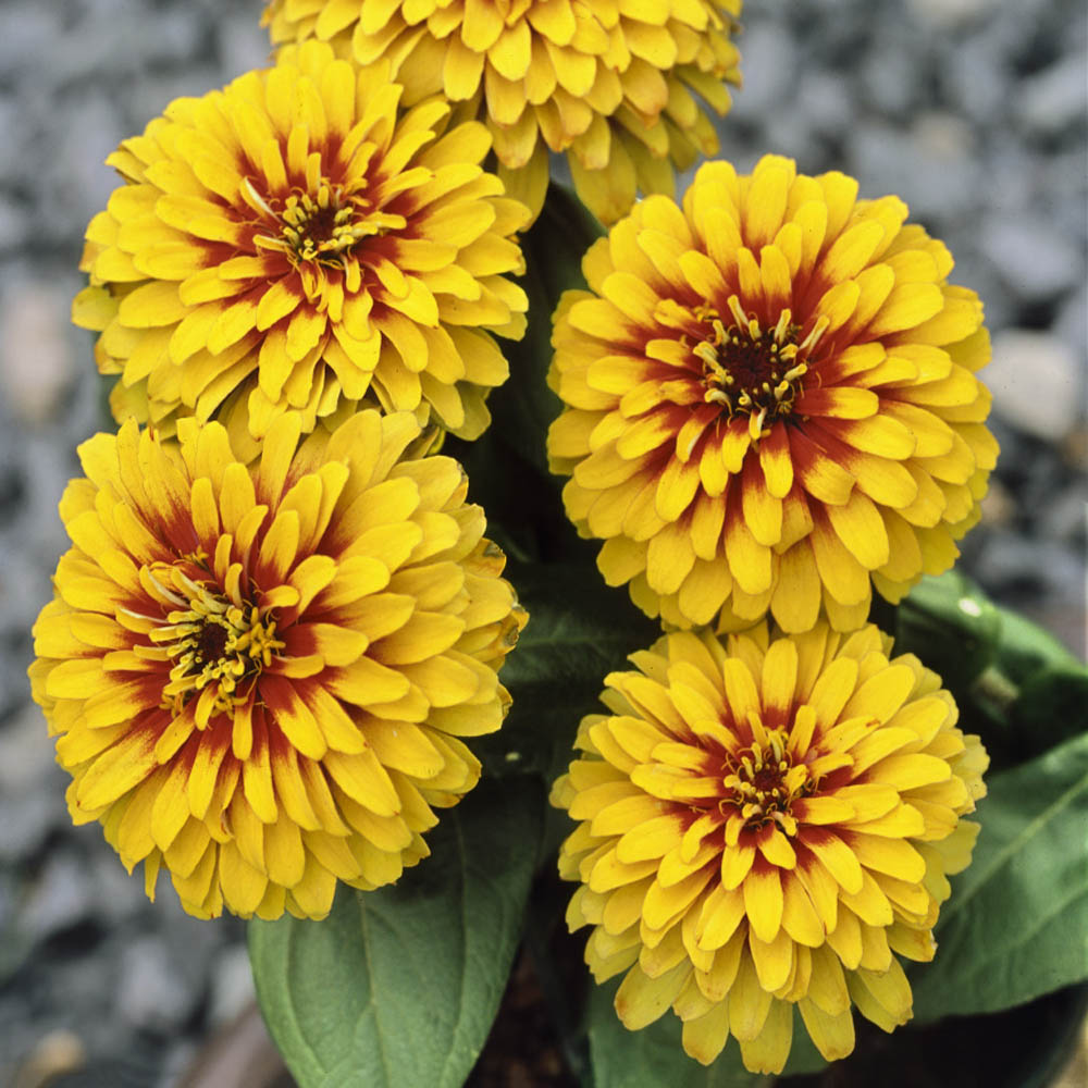 Zinnia Elegans Swizzle Scarlet Yellow Flower Seeds