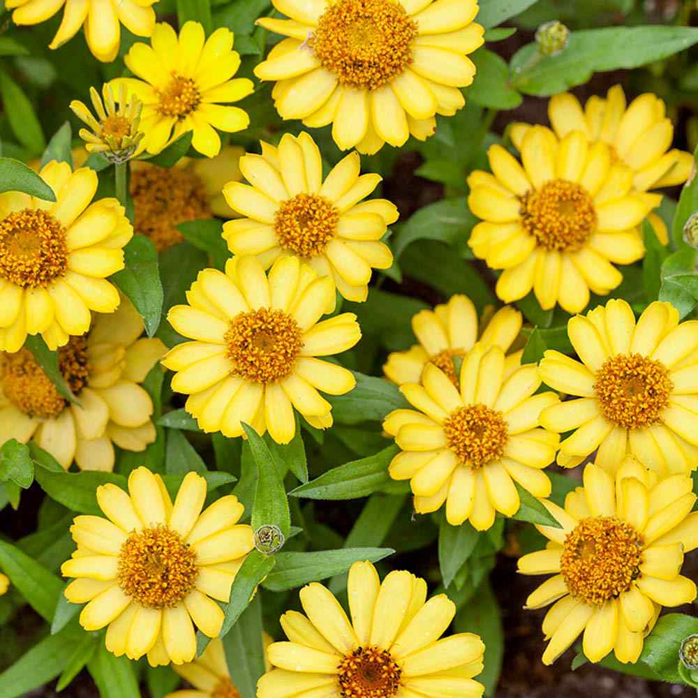 Yellow Zinnia