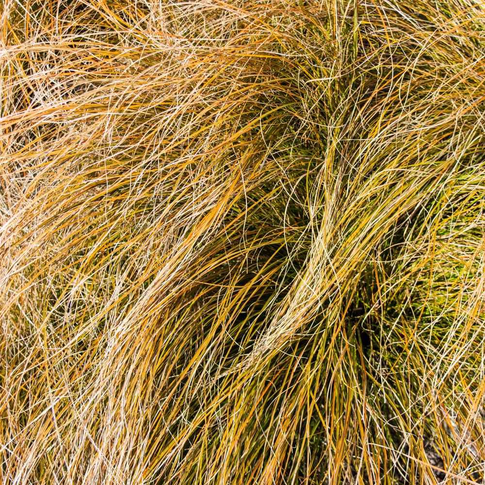 Carex Seed - Orange Sedge Ornamental Grass Seeds