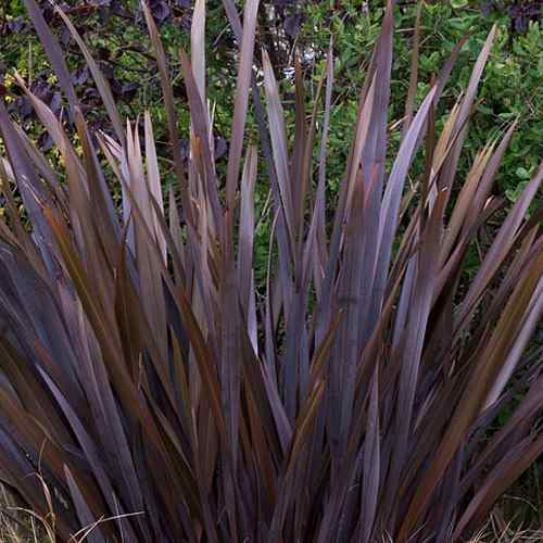 New Zealand Flax Purpureum - Phormium Tenax Ornamental Grass