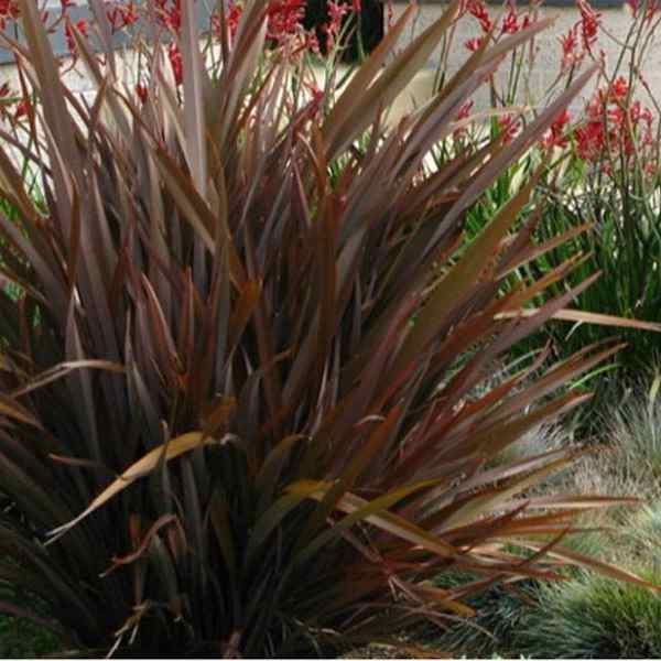 New Zealand Flax Purpureum - Phormium Tenax Ornamental Grass