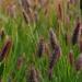 Pennisetum Red Buttons Drought Tolerant Ornamental Grass For Xeriscaping