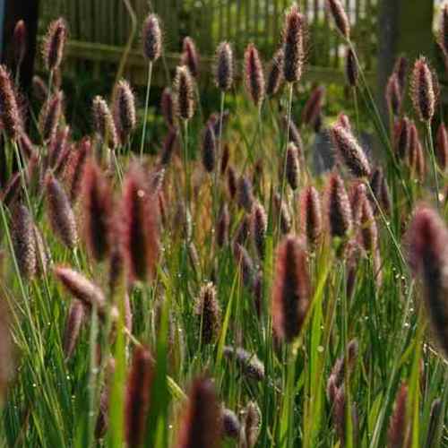 Pennisetum Red Buttons Drought Tolerant Ornamental Grass For Xeriscaping