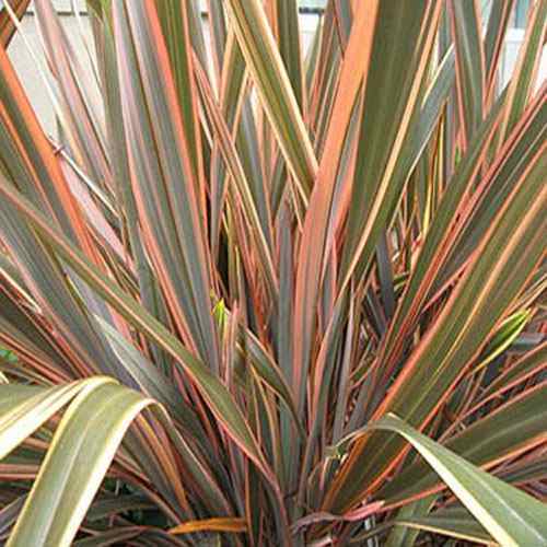 Phormium Tenax New Hybrids - New Zealand Flax Ornamental Grass