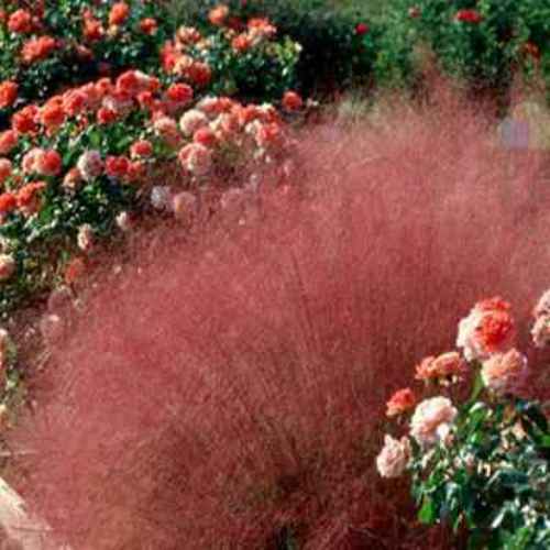 Ruby Muhly Grass Seed Muhlenbergia Reverchonii Ornamental Grass Seeds