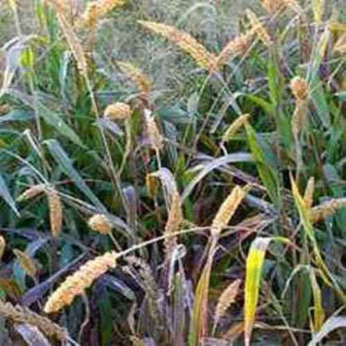 Setaria Italica Seed - Foxtail Millet Ornamental Grass Seeds