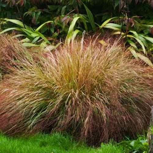 Stipa Arundinacea Seed - Pheasant Tails Ornamental Grass Seeds