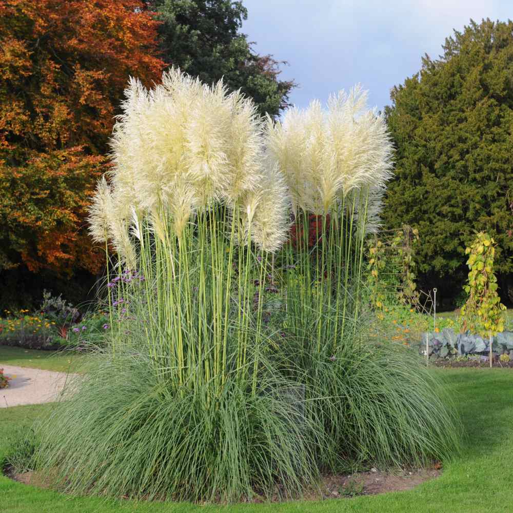 White Pampas Grass Seeds - Ornamental Grass Seed White Pampas Grass Seeds - Ornamental Grass Seed