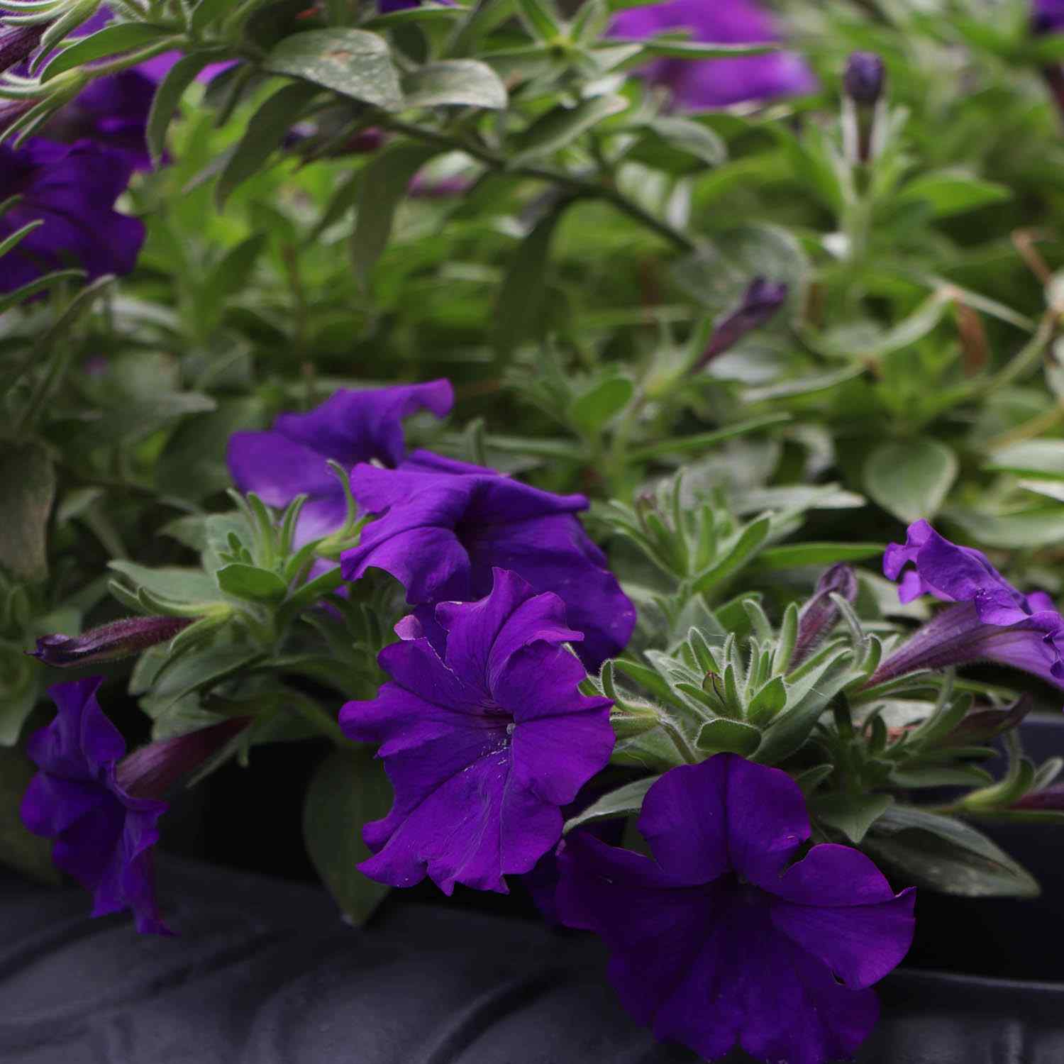 Petunia X Hybrida