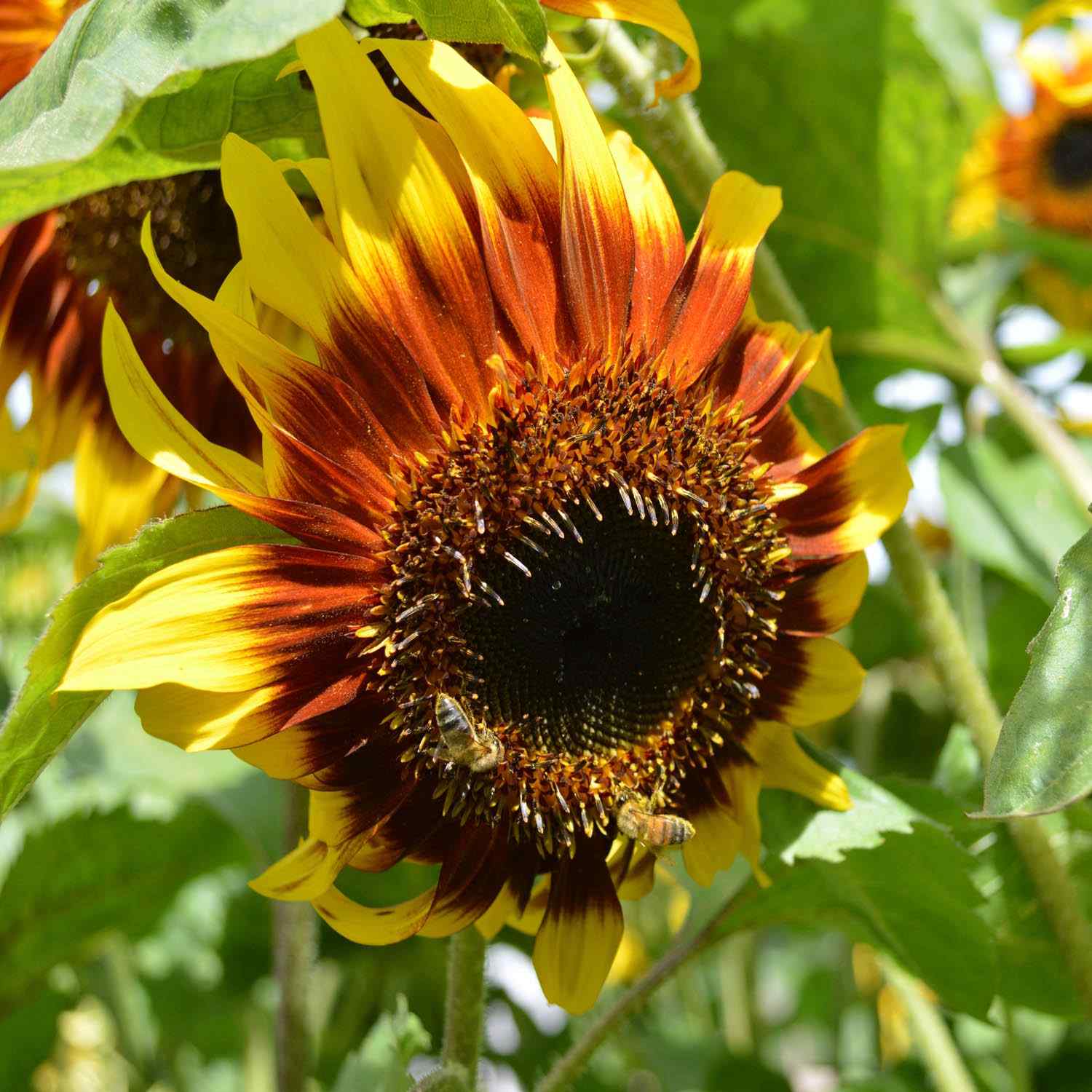 The Joker Sunflower