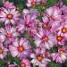 Cosmos Bipinnatus Capriola Garden Flower Seeds