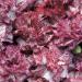 Perennial Carnation Raspberry Ripple Garden Flower Seeds