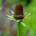 Rudbeckia occidentalis Green Wizard Western Coneflower Seeds