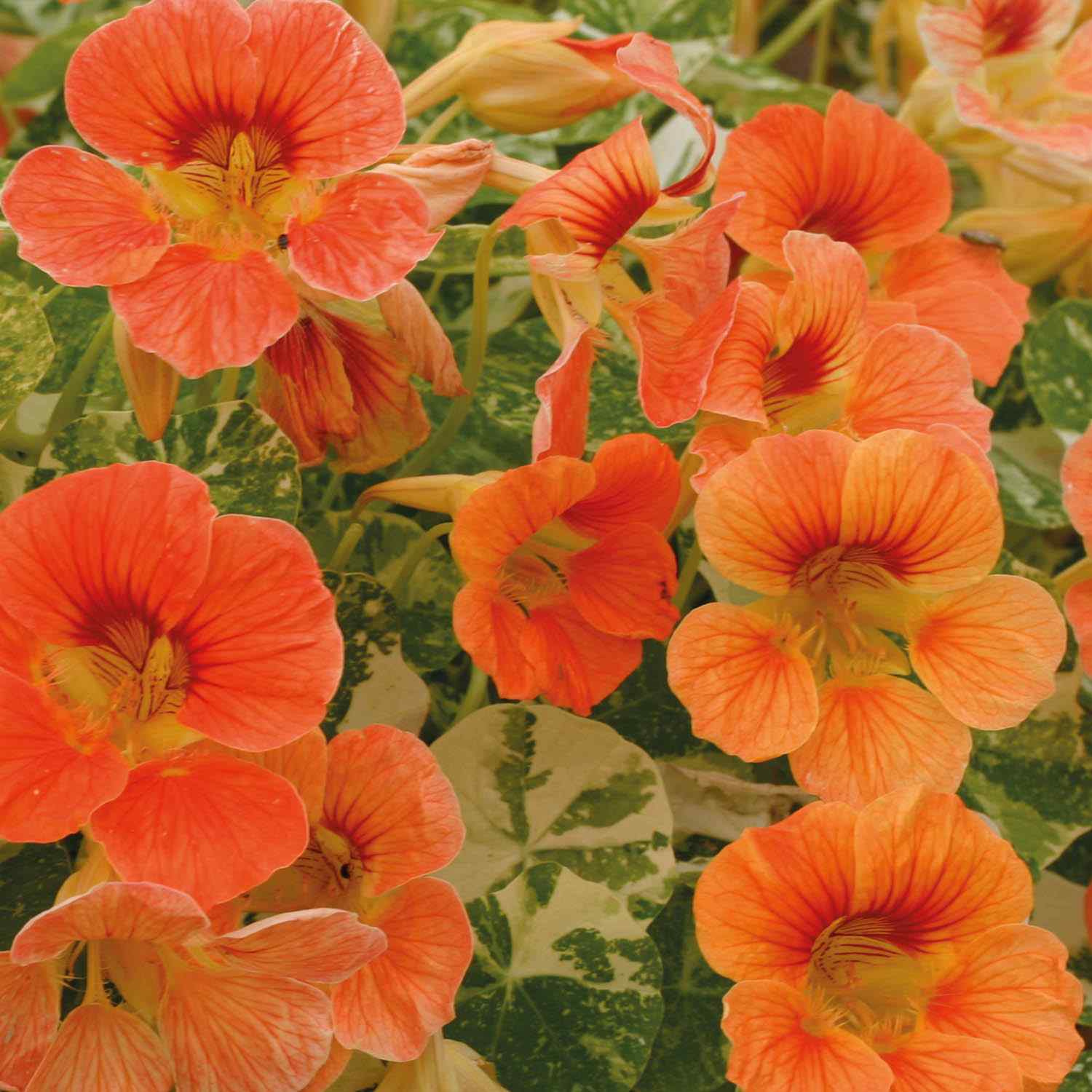 Alaska Variegated Nasturtium Seeds – Botanical Interests, 55% OFF