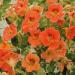 Tropaeolum majus Alaska Apricot Nasturtium Vine & Flower Seeds