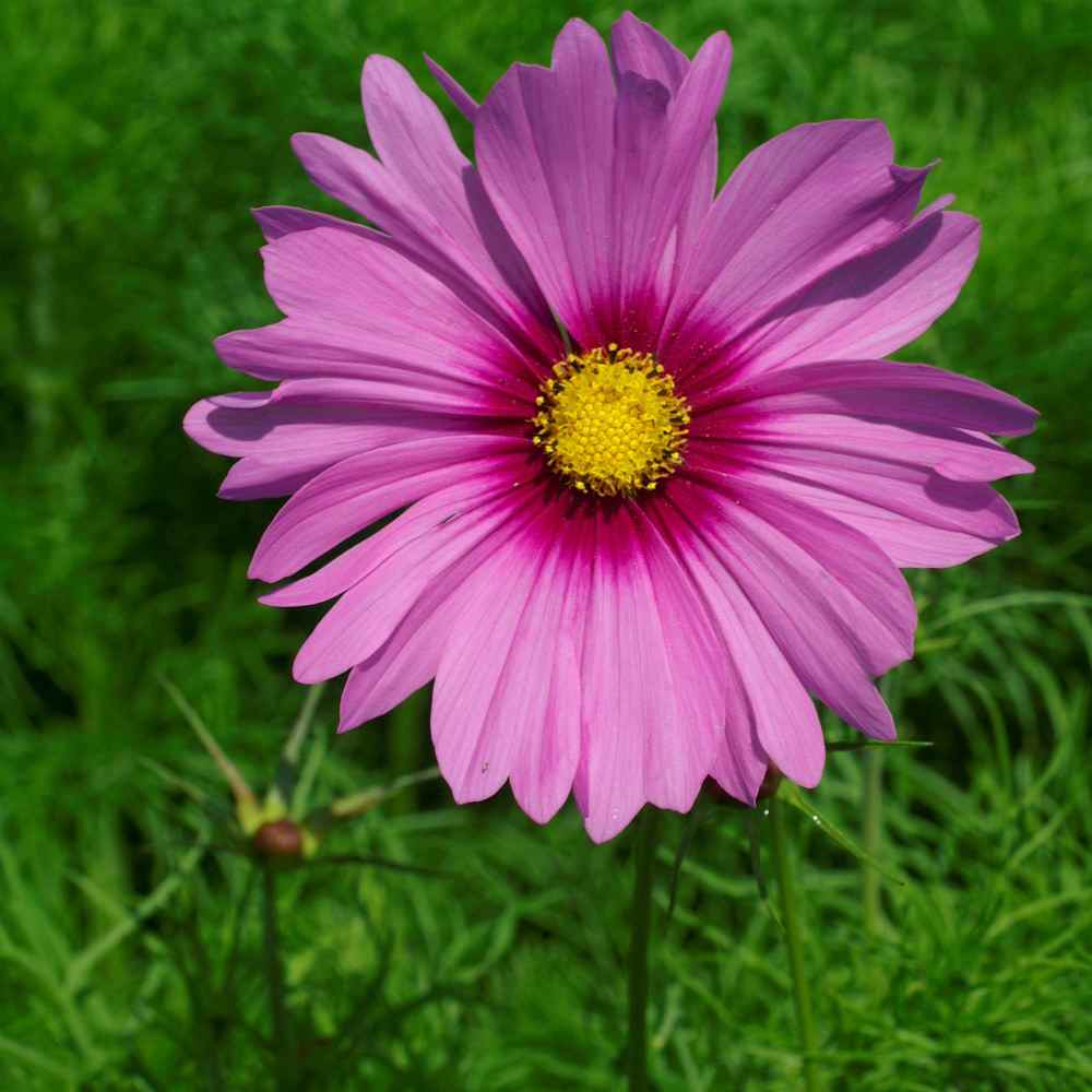 Cosmos Seed - Cosmos Bipinnatus Sensation Gloria Flower Seeds