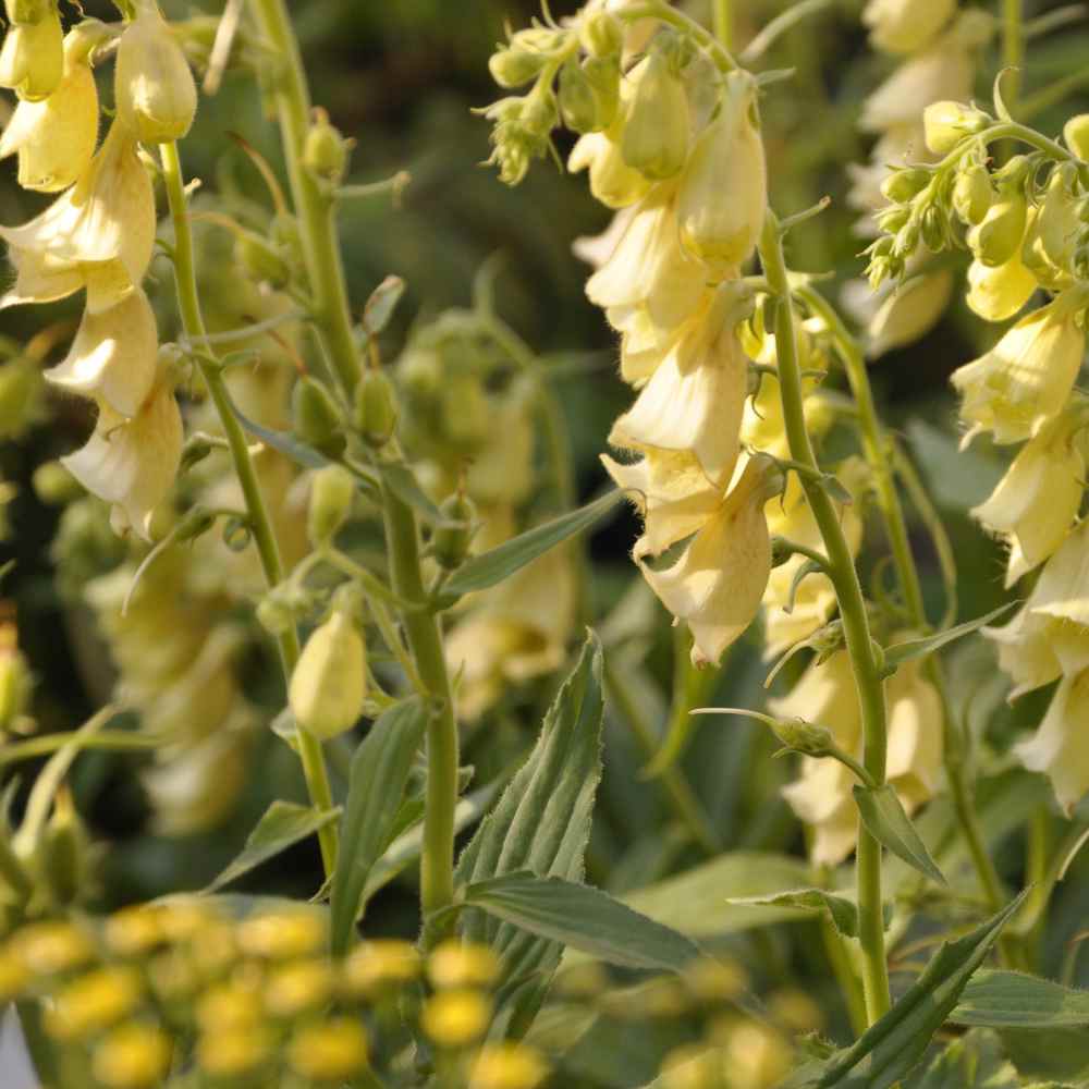 Foxglove Seeds - Digitalis Yellow Wildflower Seed