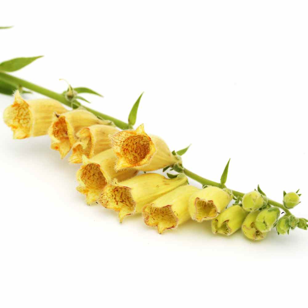 Foxglove Seeds - Digitalis Yellow Wildflower Seed