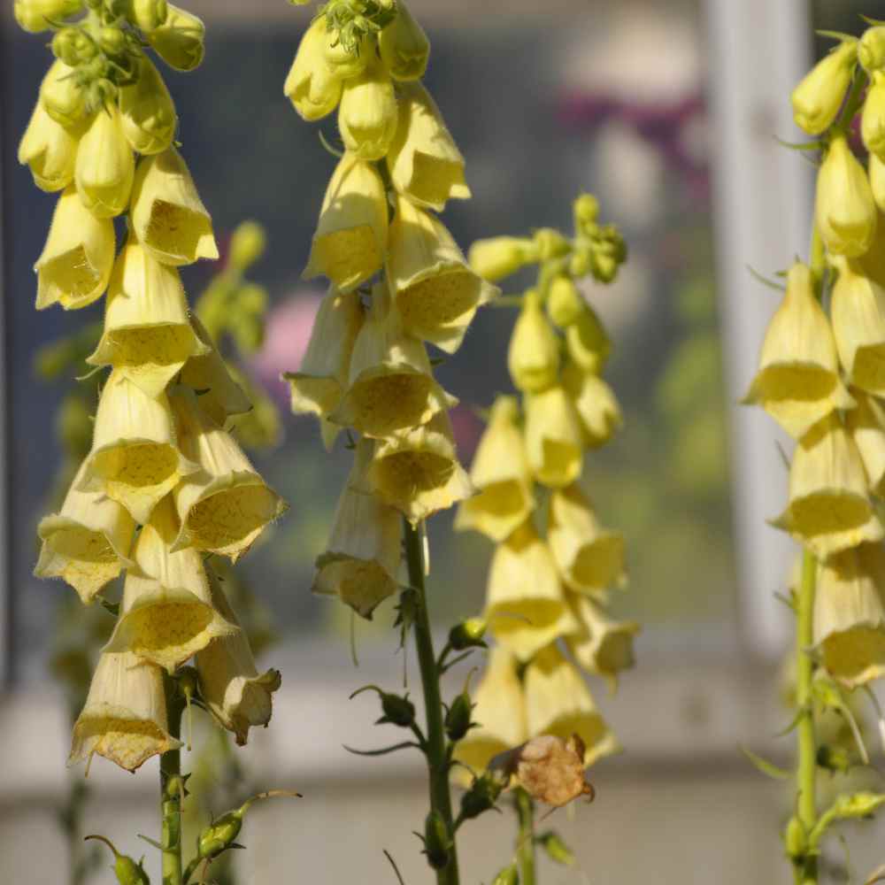 Foxglove Seeds - Digitalis Yellow Wildflower Seed