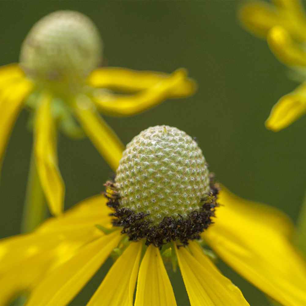 Yellow Coneflower