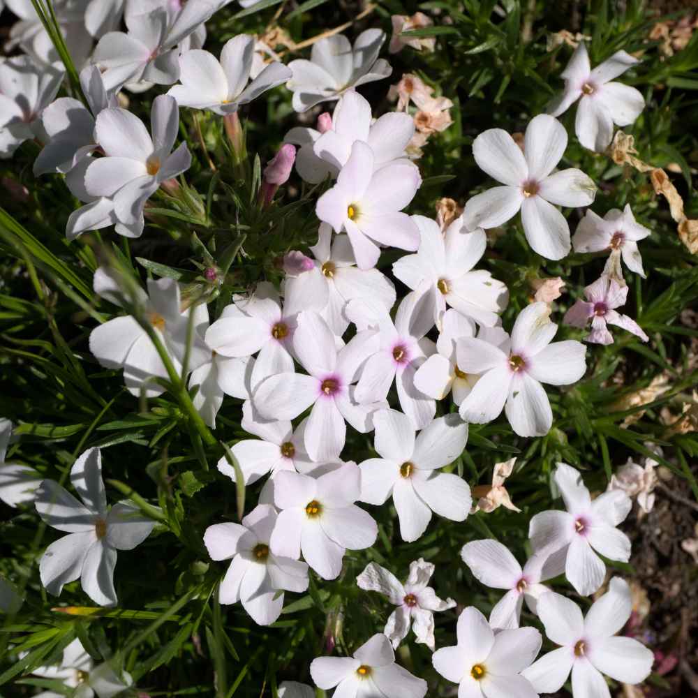 White Mountain Phlox Seed For Planting - Phlox Wildflower Seeds