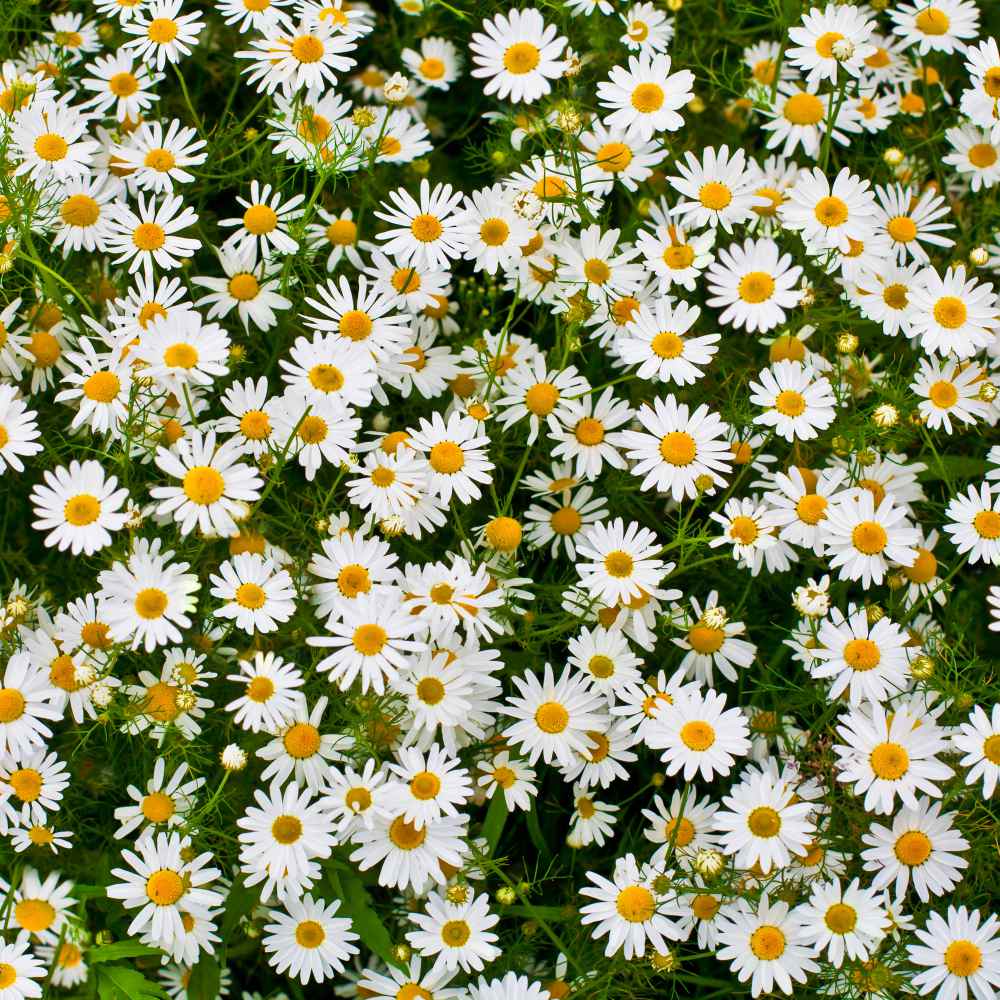 Ox-eye Daisy Seeds - Chrysanthemum Leucanthemum Wild Flower Seed