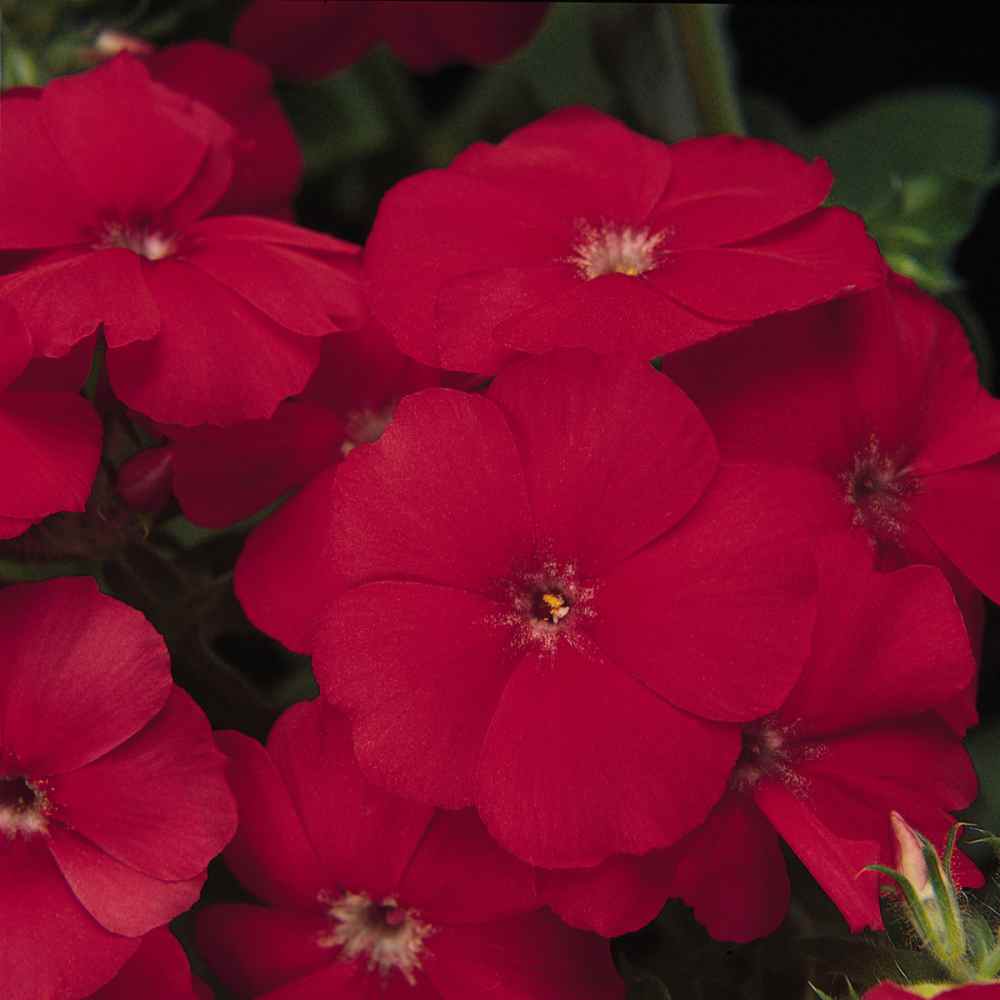Scarlet Phlox Seed For Planting - Annual Red Phlox Wildflower Seeds