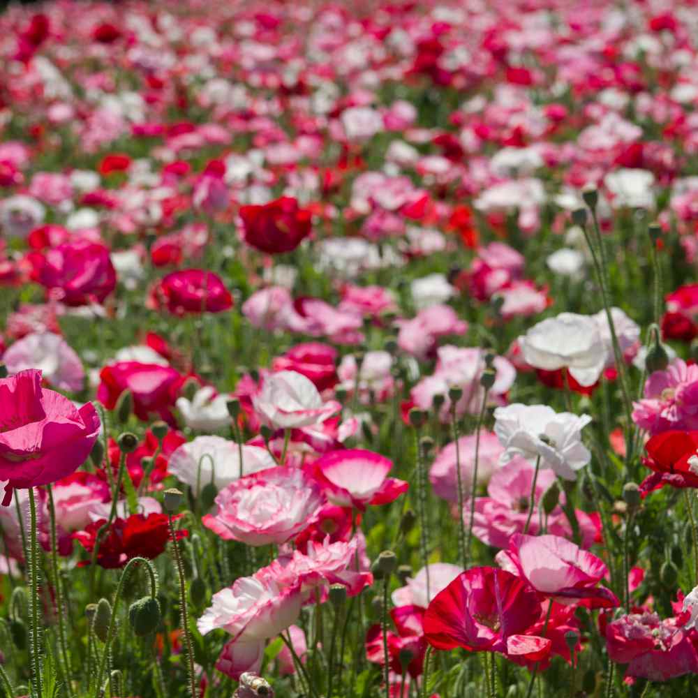 Poppy Seed - Shirley Poppy Wildflower Seeds