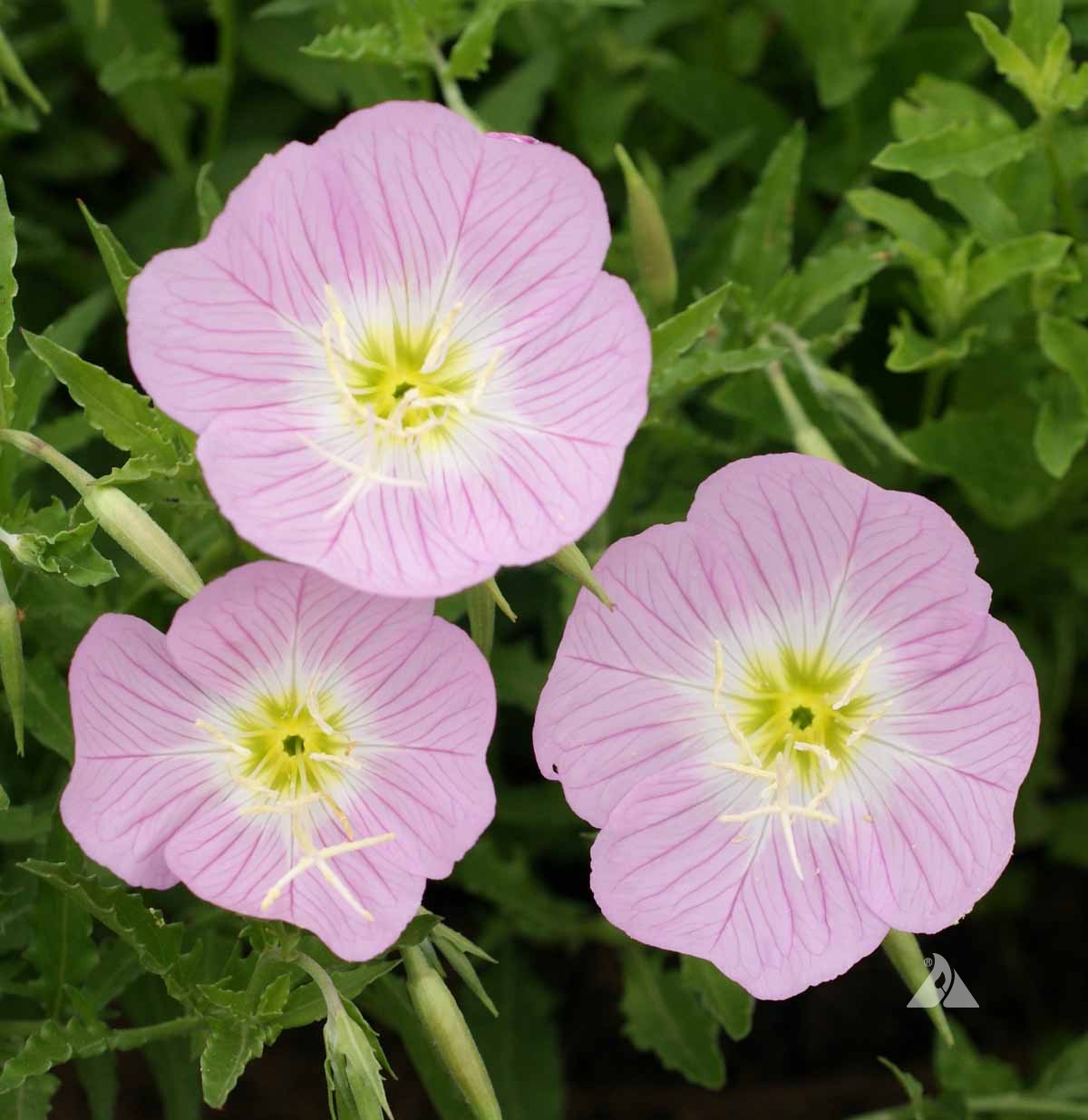 Primrose Seeds - Showy Evening Primrose Flower Seed