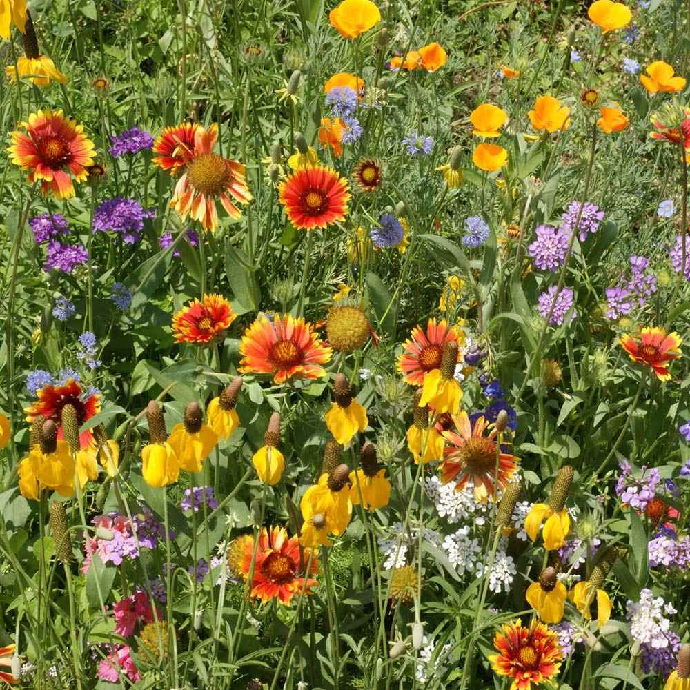 California Wild Flower Seed From Outsidepride California Wild Flower Seed From Outsidepride